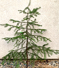 The Little Fir and the Christmas Tree Angel